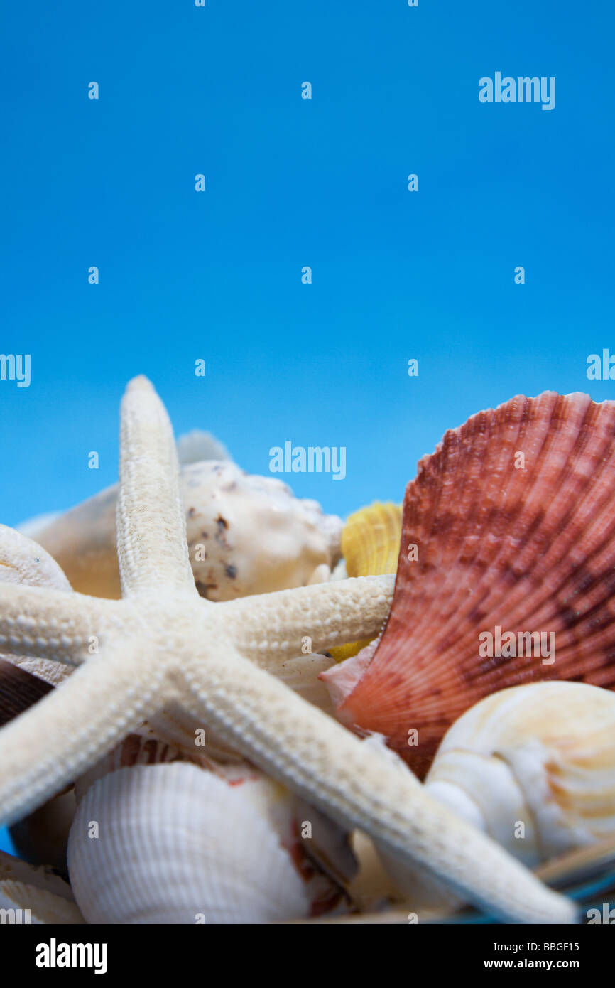 Set of shells hi-res stock photography and images - Alamy
