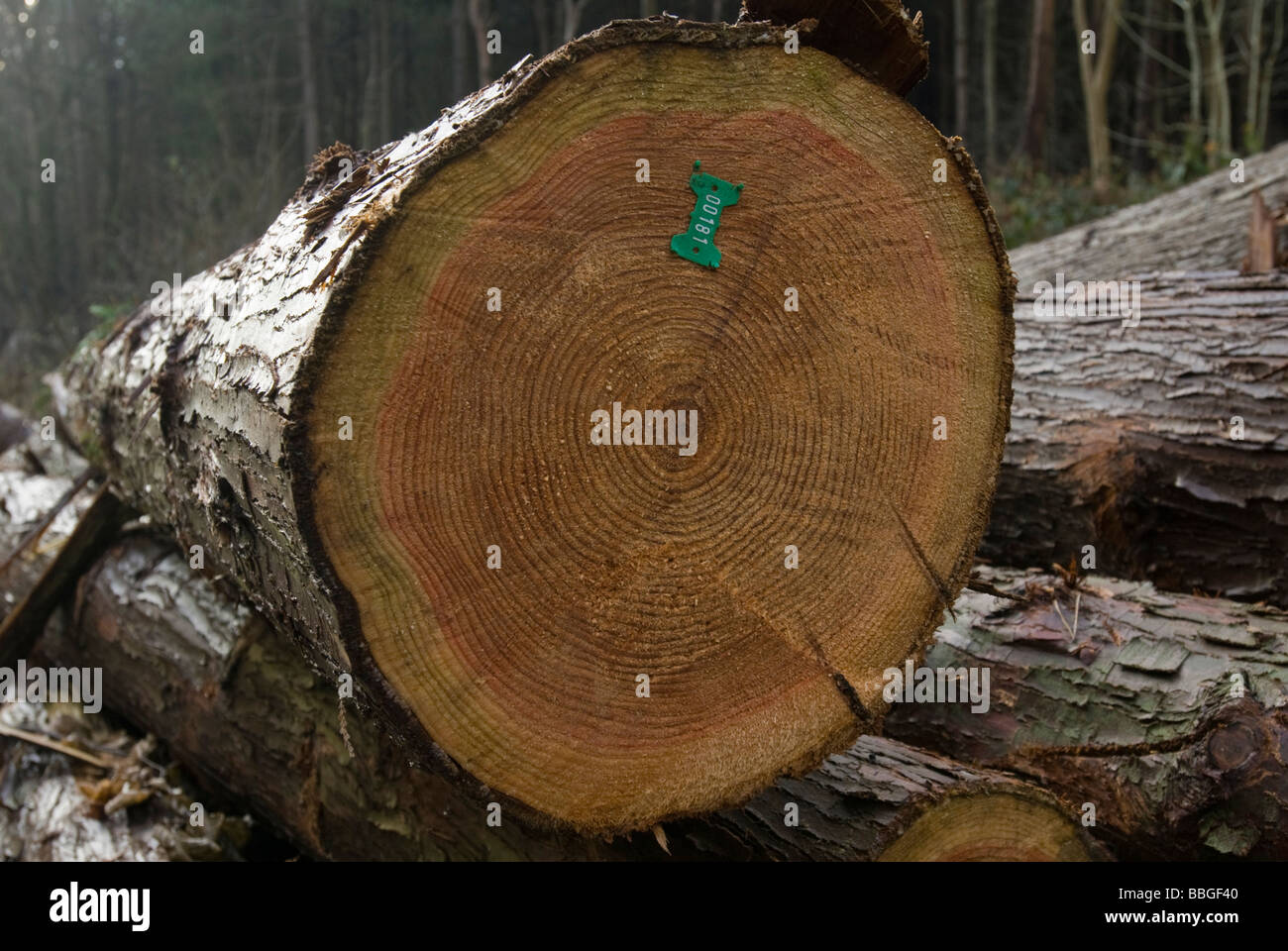 Tree rings on cut logs Stock Photo - Alamy