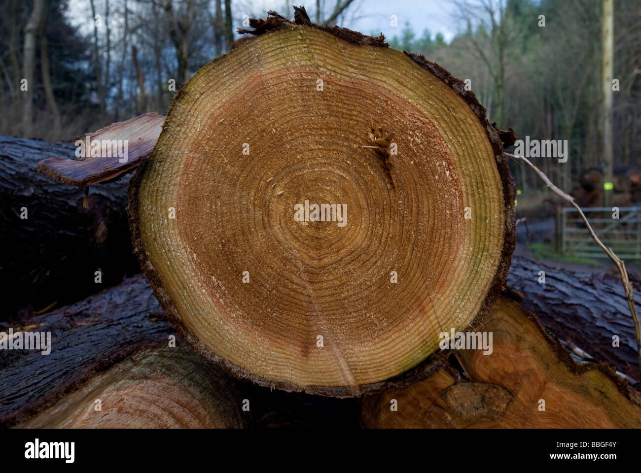 Tree rings on cut logs Stock Photo - Alamy
