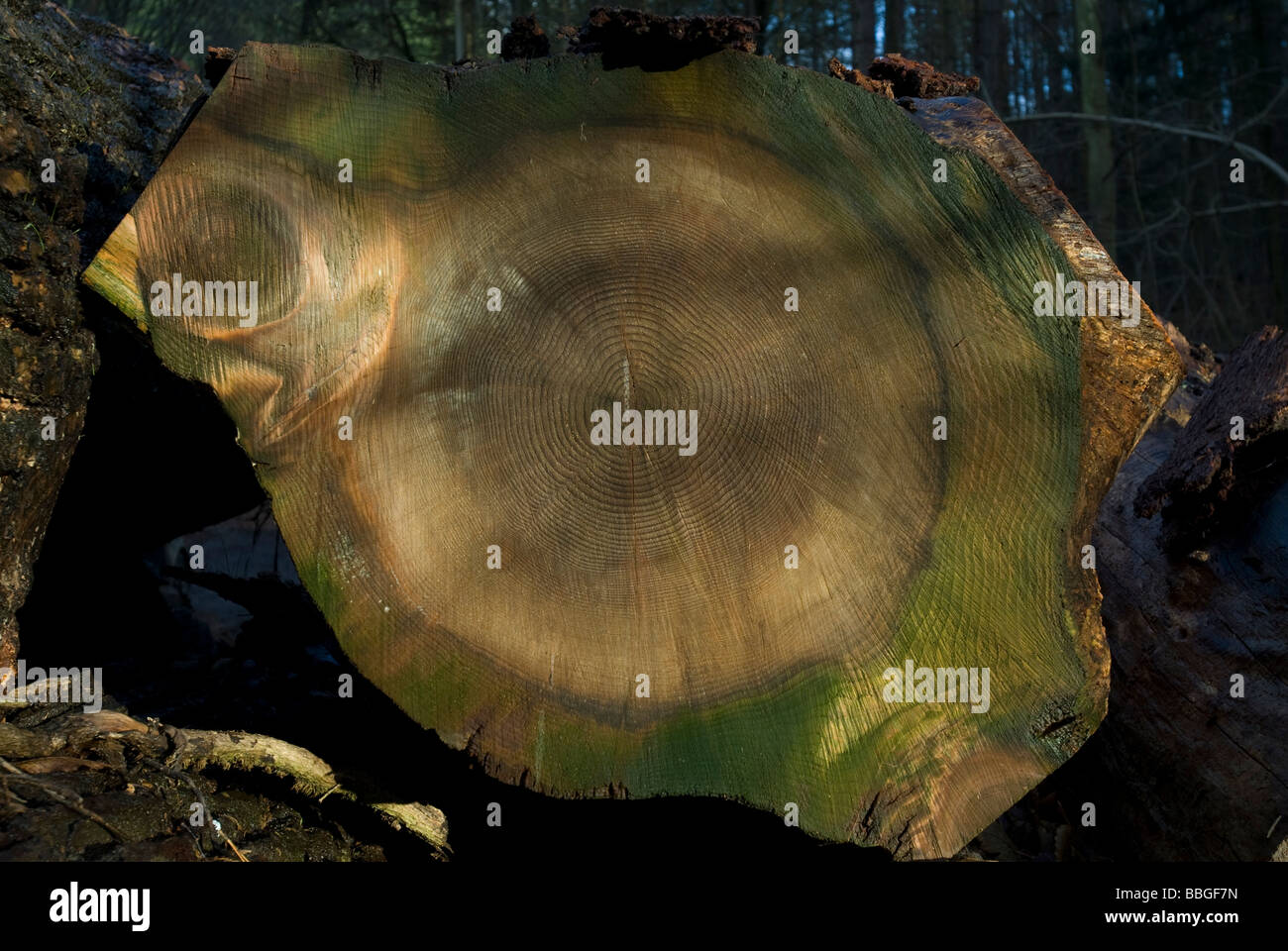 Tree rings on cut logs Stock Photo - Alamy
