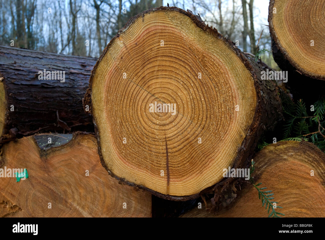 Tree Rings Stock Photos & Tree Rings Stock Images - Alamy