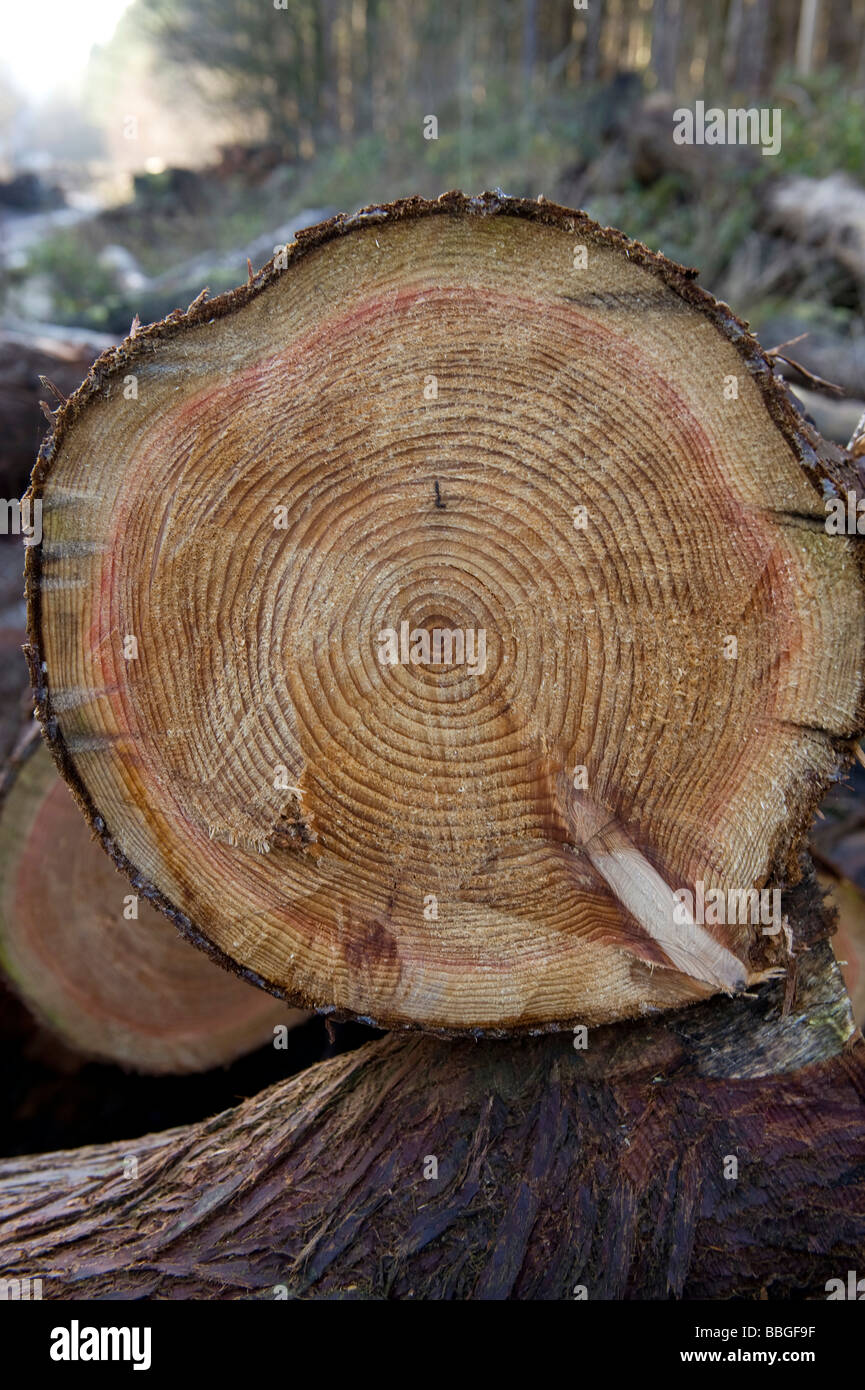 Tree rings pine hi-res stock photography and images - Alamy
