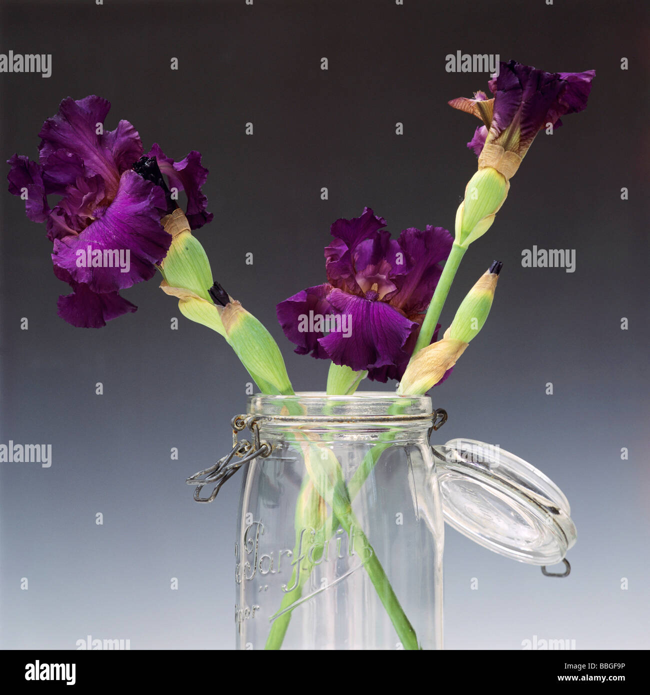 Three purple iris in a glass jar Stock Photo - Alamy