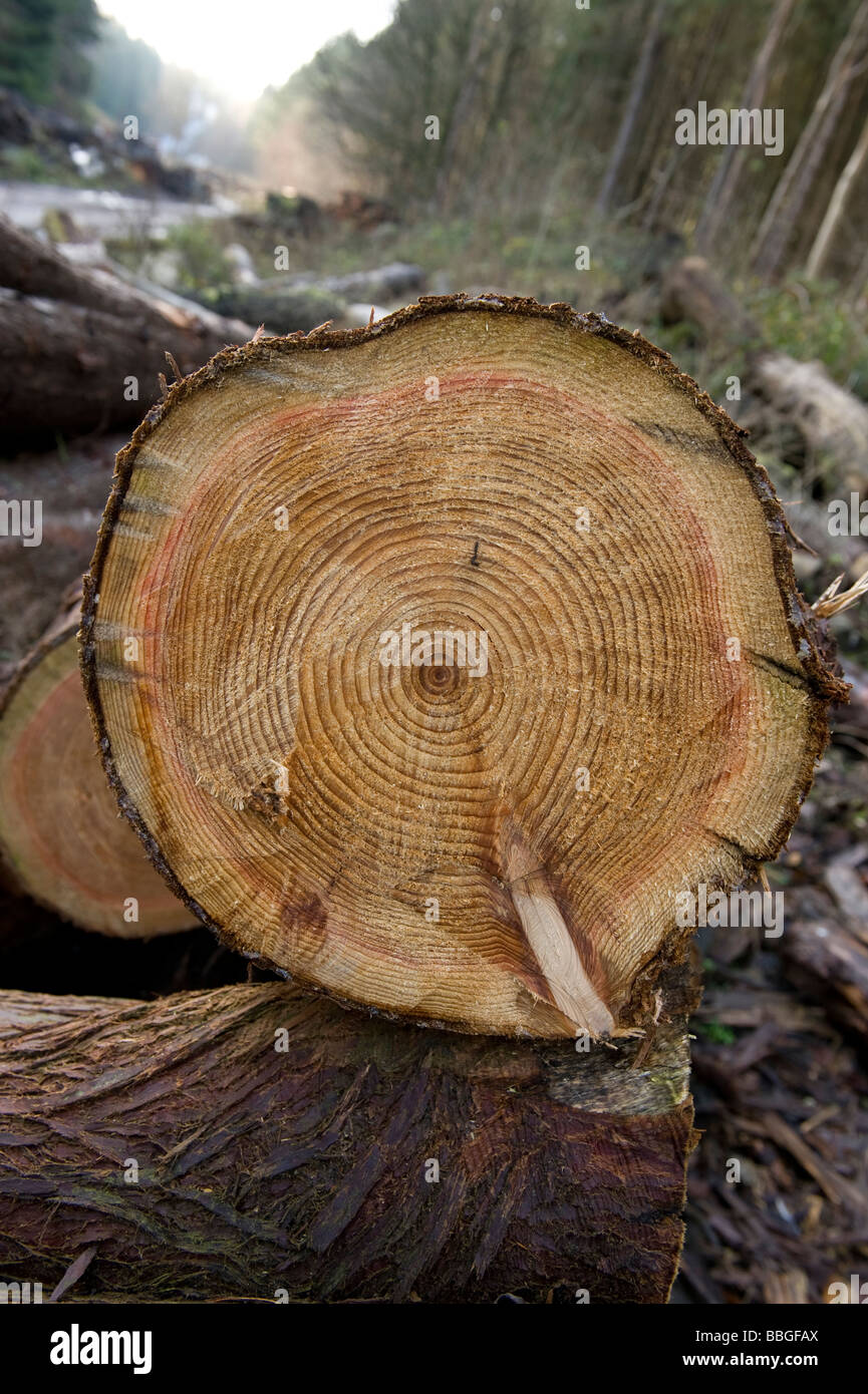 Tree rings on cut logs Stock Photo - Alamy