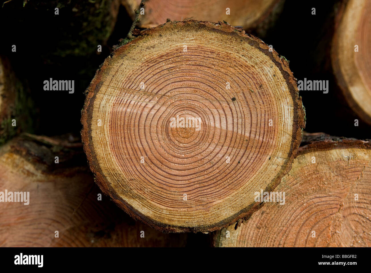 Tree rings on cut logs Stock Photo - Alamy