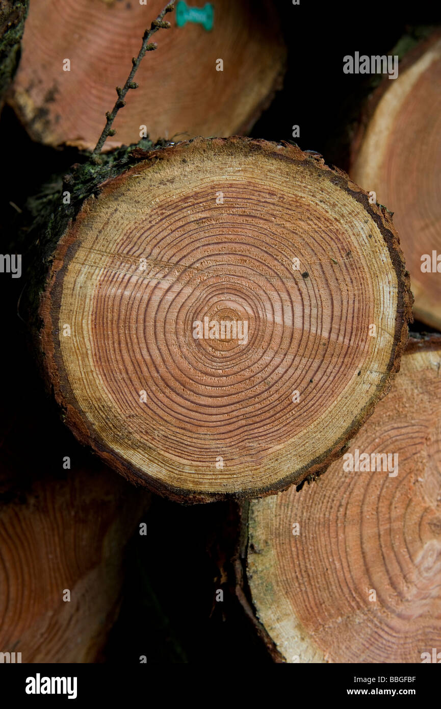 Tree rings on cut logs Stock Photo - Alamy