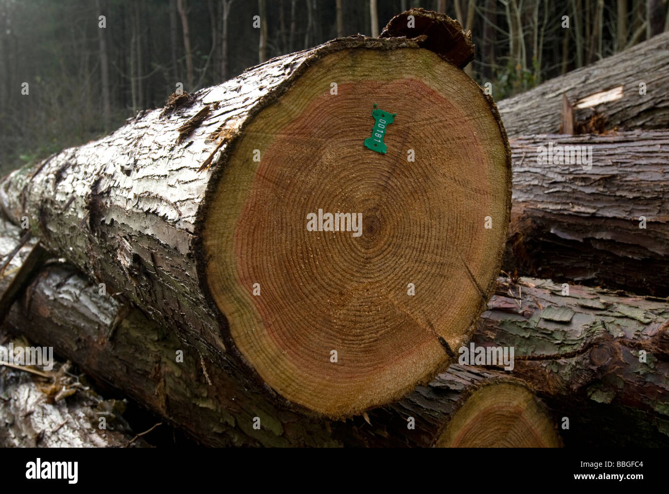 Tree rings on cut logs Stock Photo - Alamy