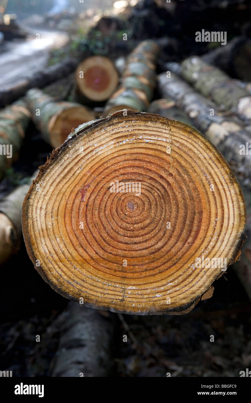 Tree rings on cut logs Stock Photo - Alamy