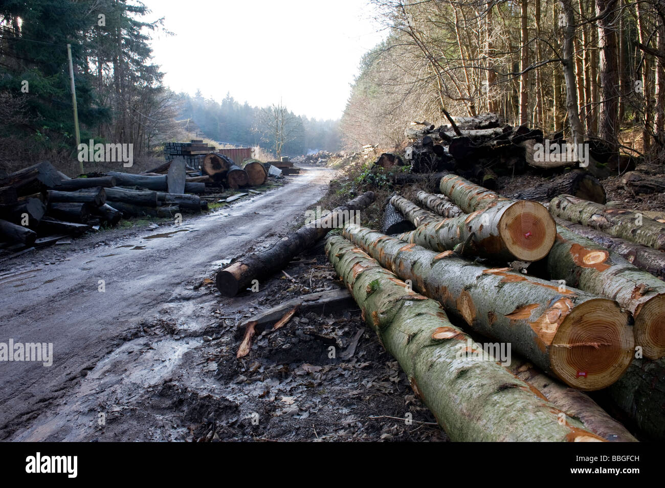 Forestry piles felled timber hi-res stock photography and images - Alamy