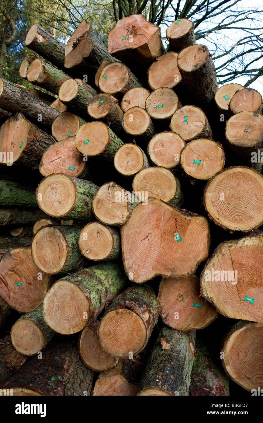 Tree rings on cut logs Stock Photo - Alamy