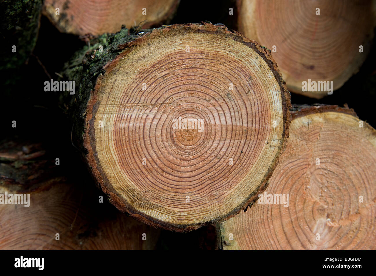 Tree rings on cut logs Stock Photo - Alamy