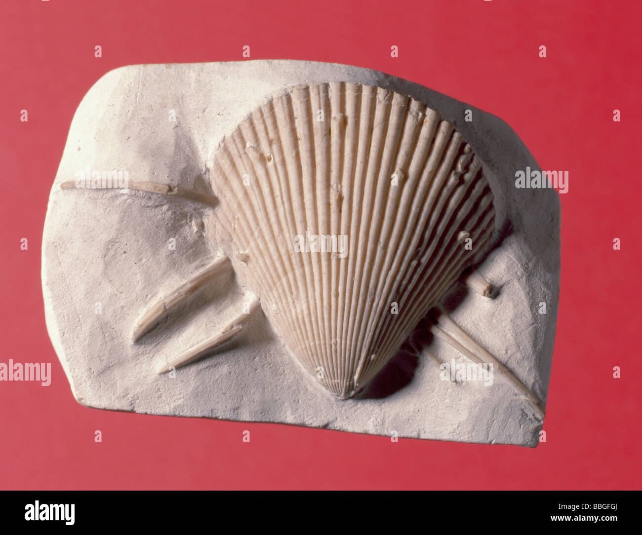 Spondylus spinosus hi-res stock photography and images - Alamy