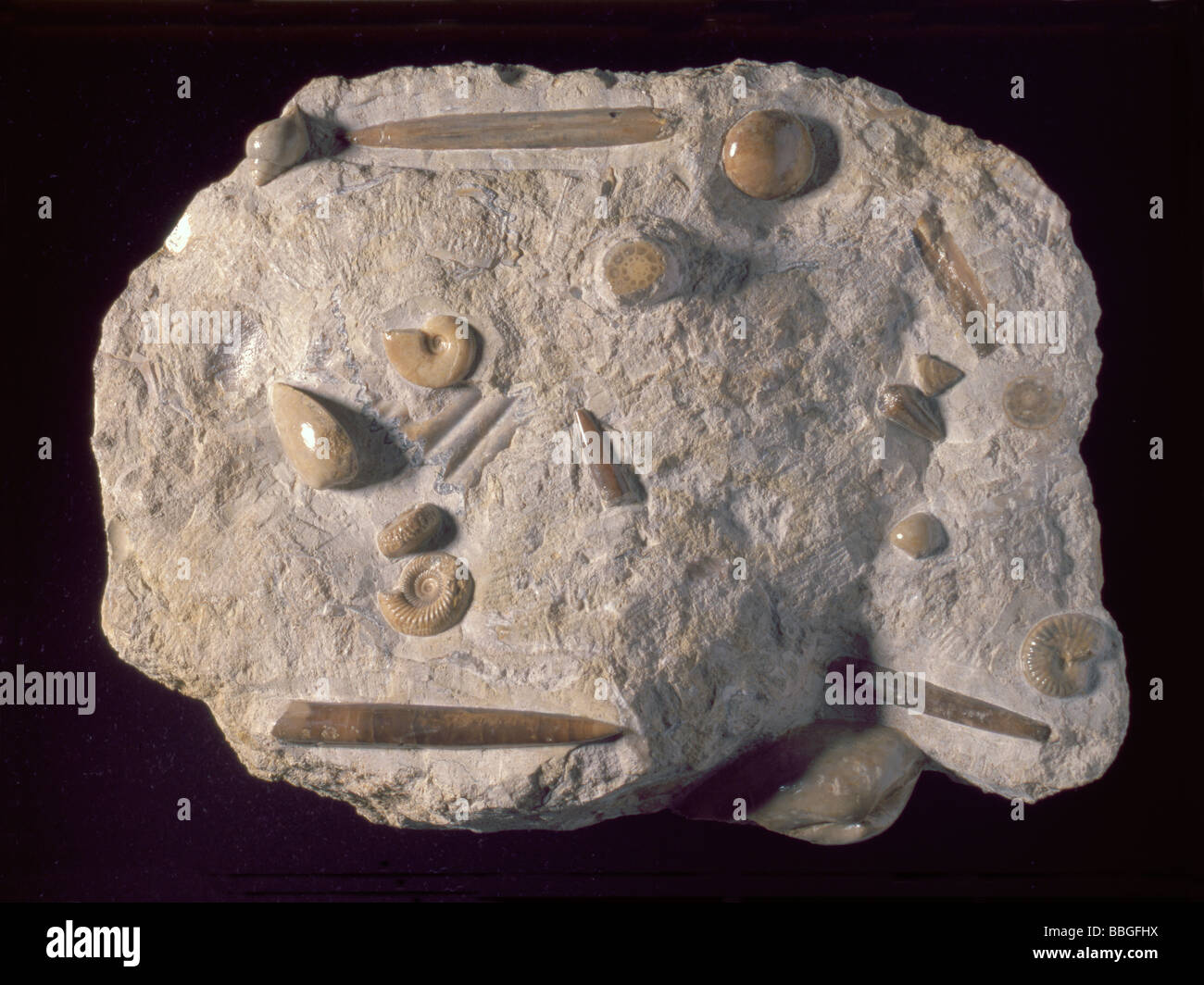 Various Mid Jurassic fossil shell fish in limestone, Lower Inferior ...
