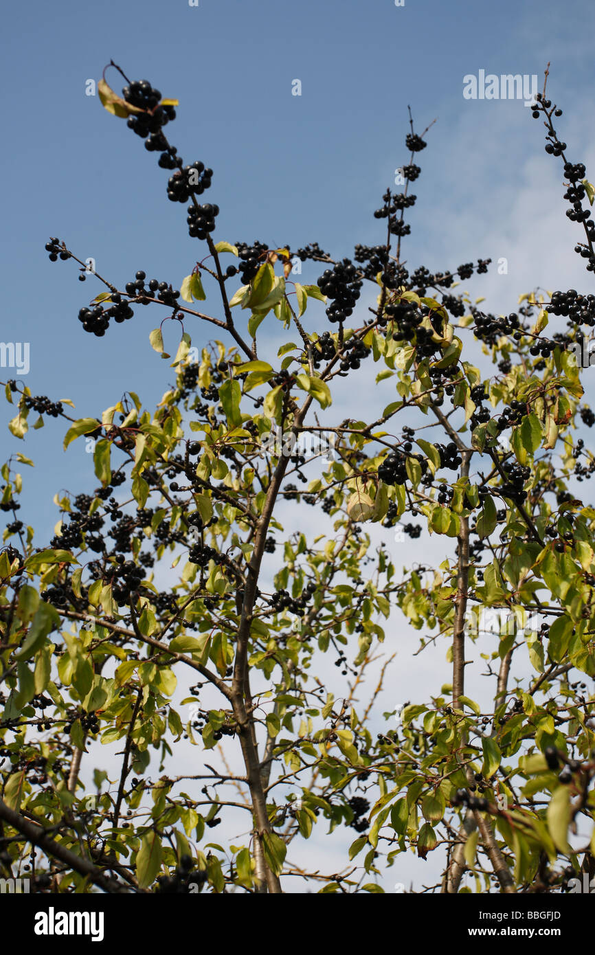 ALDER BUCKTHORN Frangula alnus SHRUB WITH BERRIES Stock Photo - Alamy