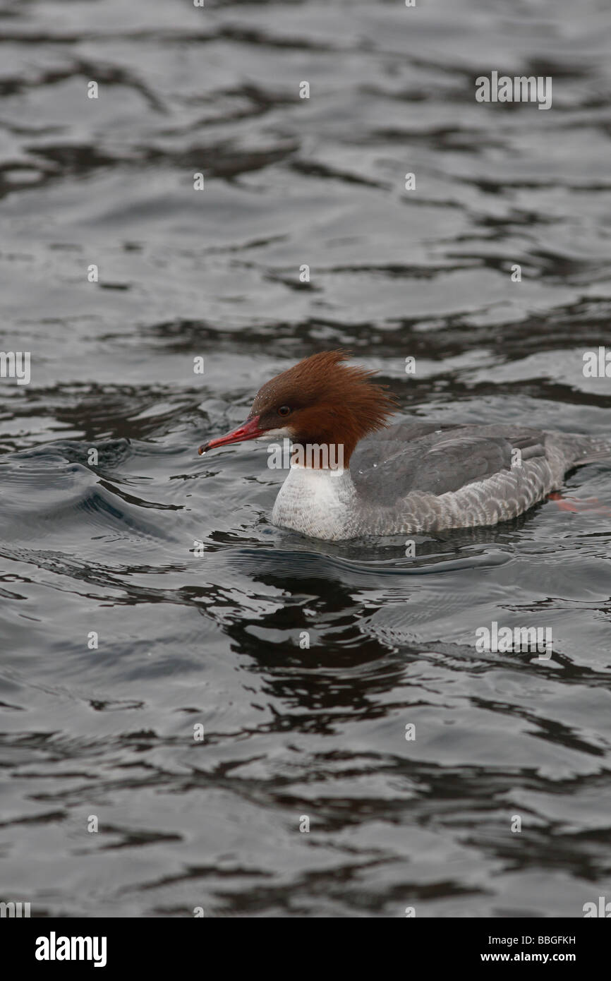 GOOSANDER Mergus merganser DUCK SWIMMING SIDE VIEW Stock Photo - Alamy