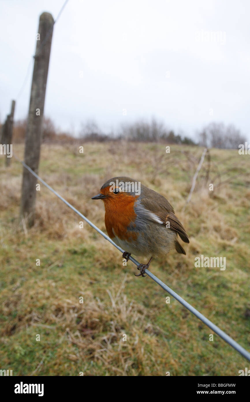 Robin Fence High Resolution Stock Photography and Images - Alamy