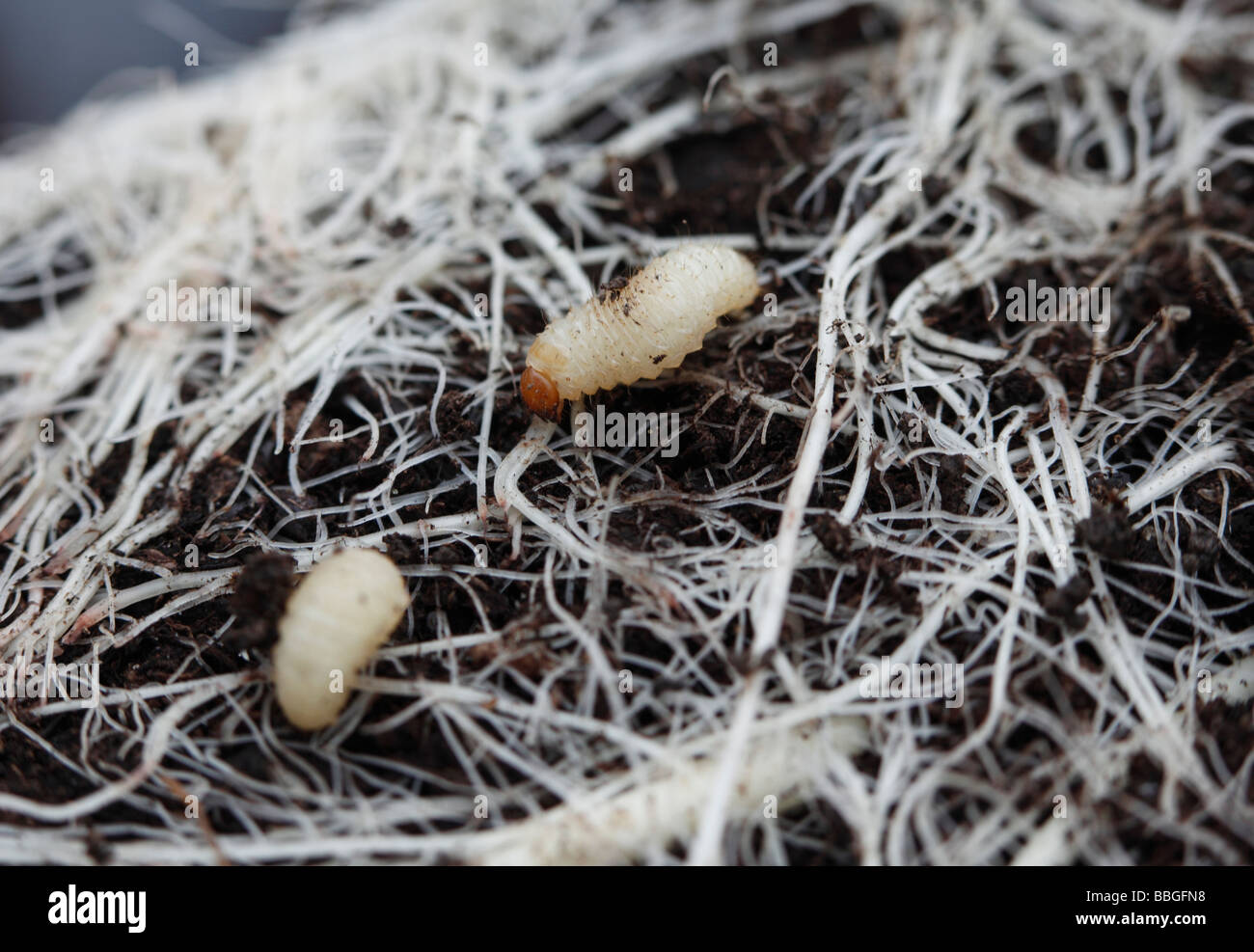 Vine weevil hi-res stock photography and images - Alamy
