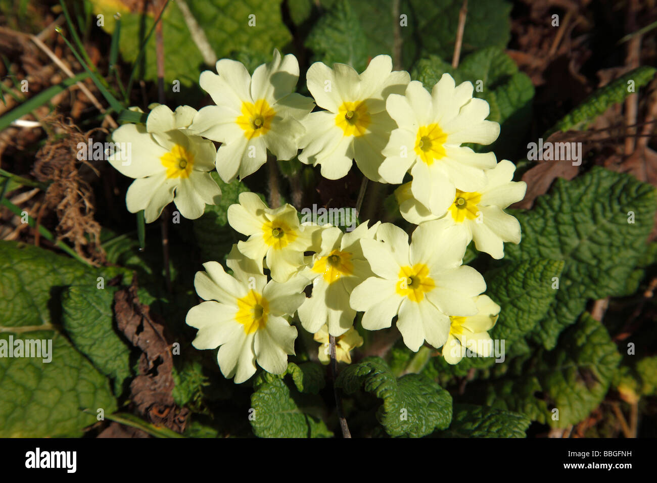 PRIMROSE Primula vulgaris CLOSE UP OF FLOWER Stock Photo - Alamy