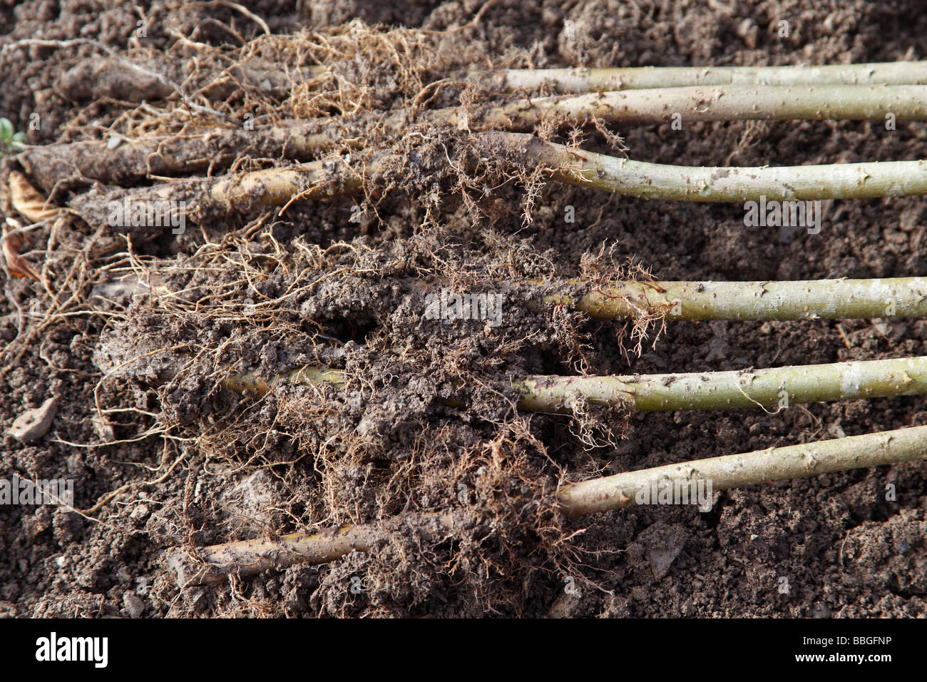 Whips hi-res stock photography and images - Alamy