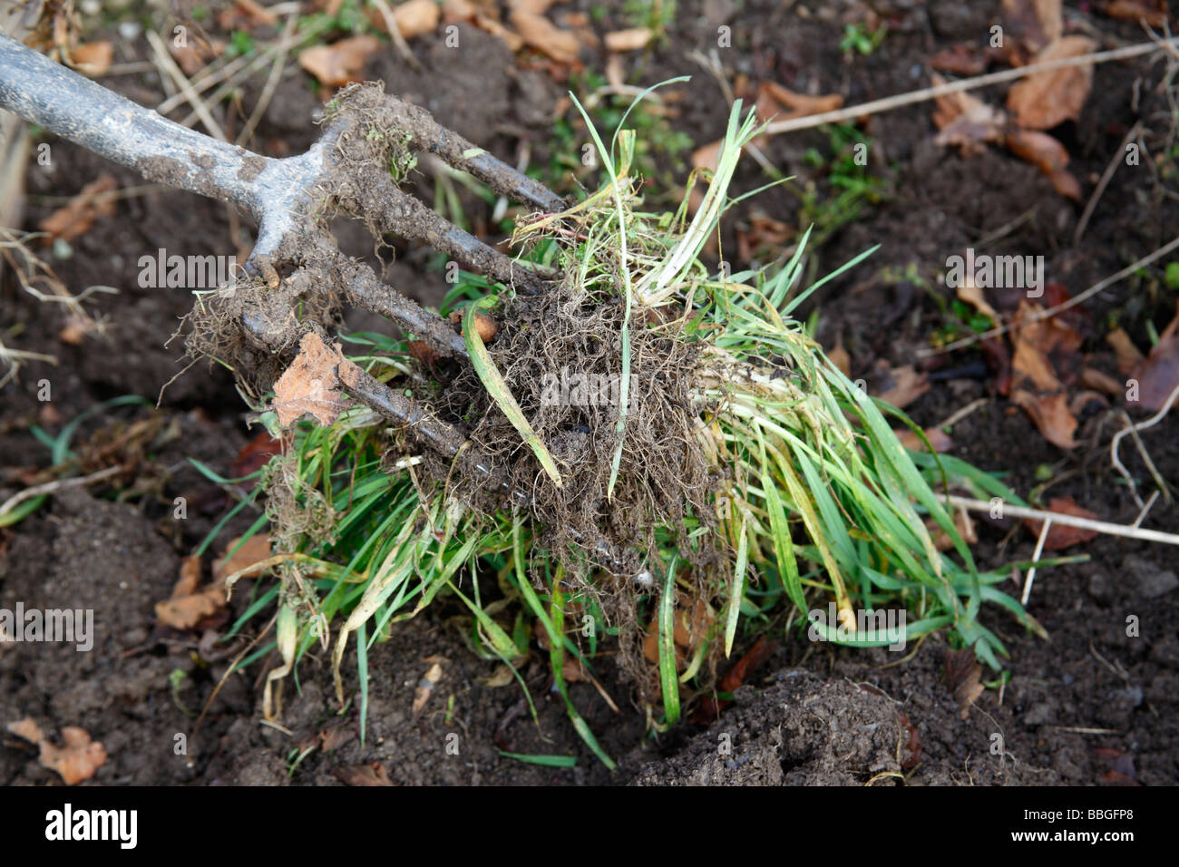 USING A FORK TO SHAKE SOIL FROM GRASS ROOTS Stock Photo - Alamy