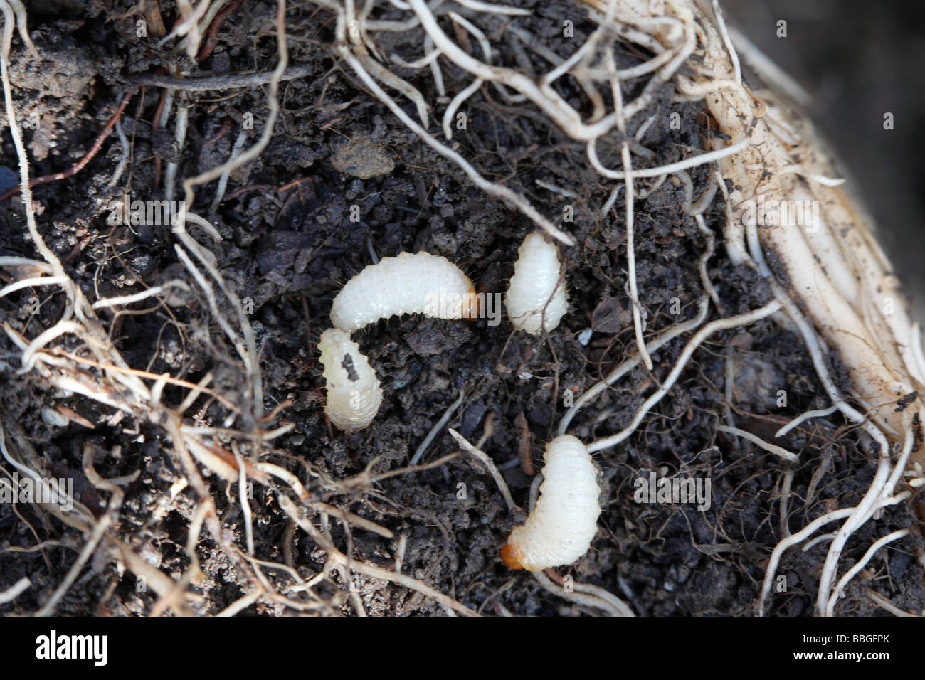 VINE WEEVIL Otiorhynchus sulcatus GRUBS FEEDING ON ASPARAGUS ROOTS ...