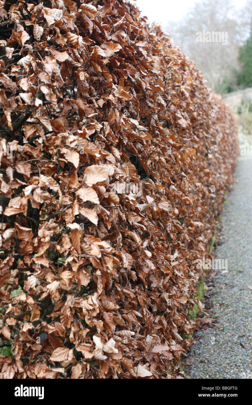BEECH Fagus sylvatica HEDGE RETAINS LEAVES THROUGH WINTER Stock Photo ...
