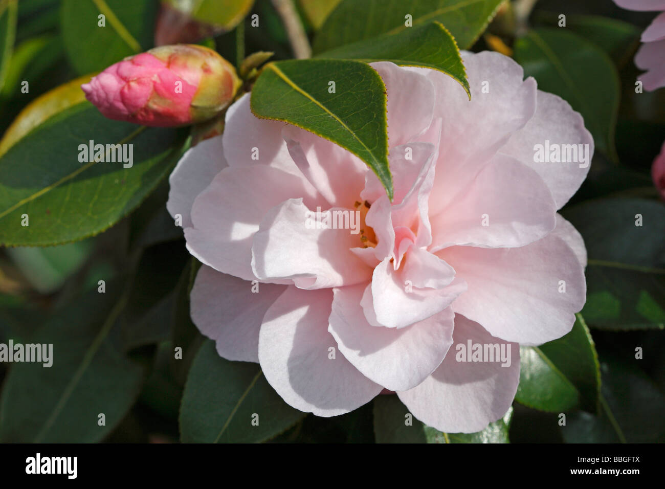 Charles flower hi-res stock photography and images - Alamy