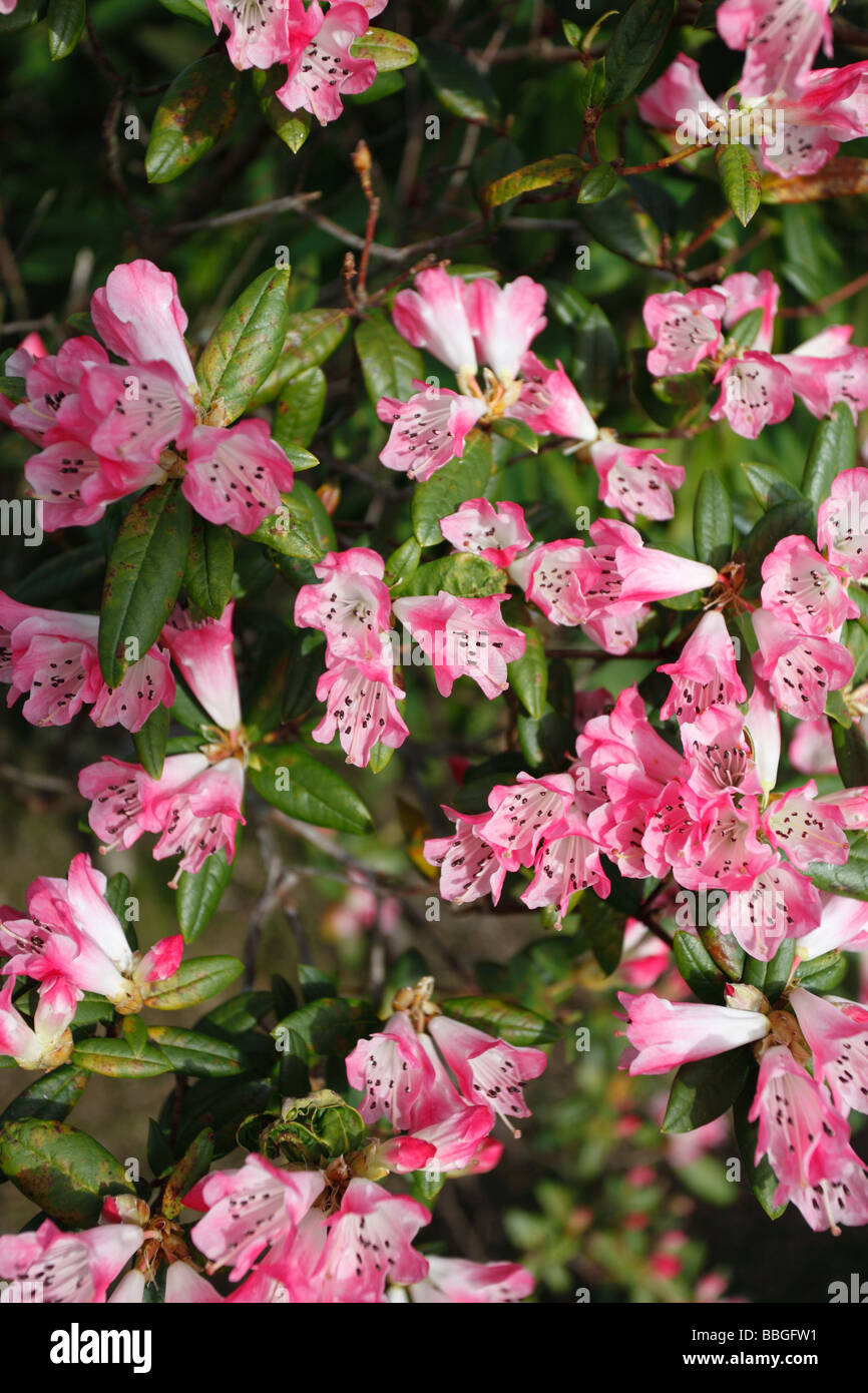 Seta hi-res stock photography and images - Alamy