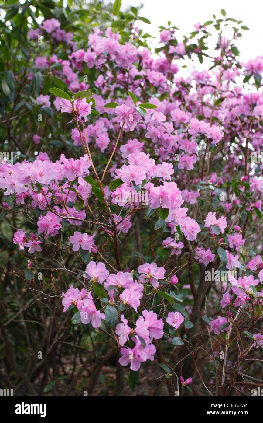 Rhododendron praecox BUSH IN FLOWER Stock Photo - Alamy