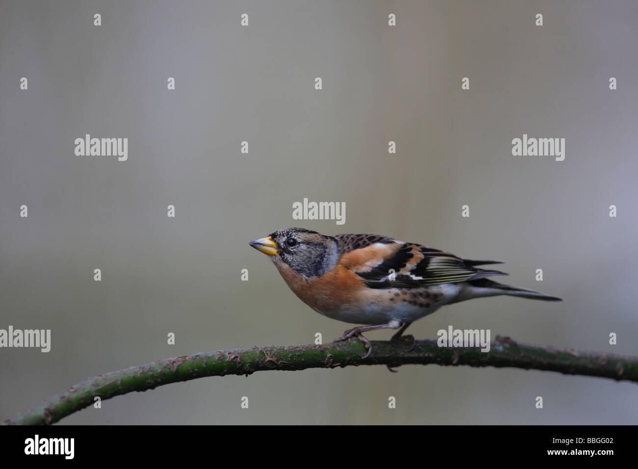 Female brambling hi-res stock photography and images - Alamy