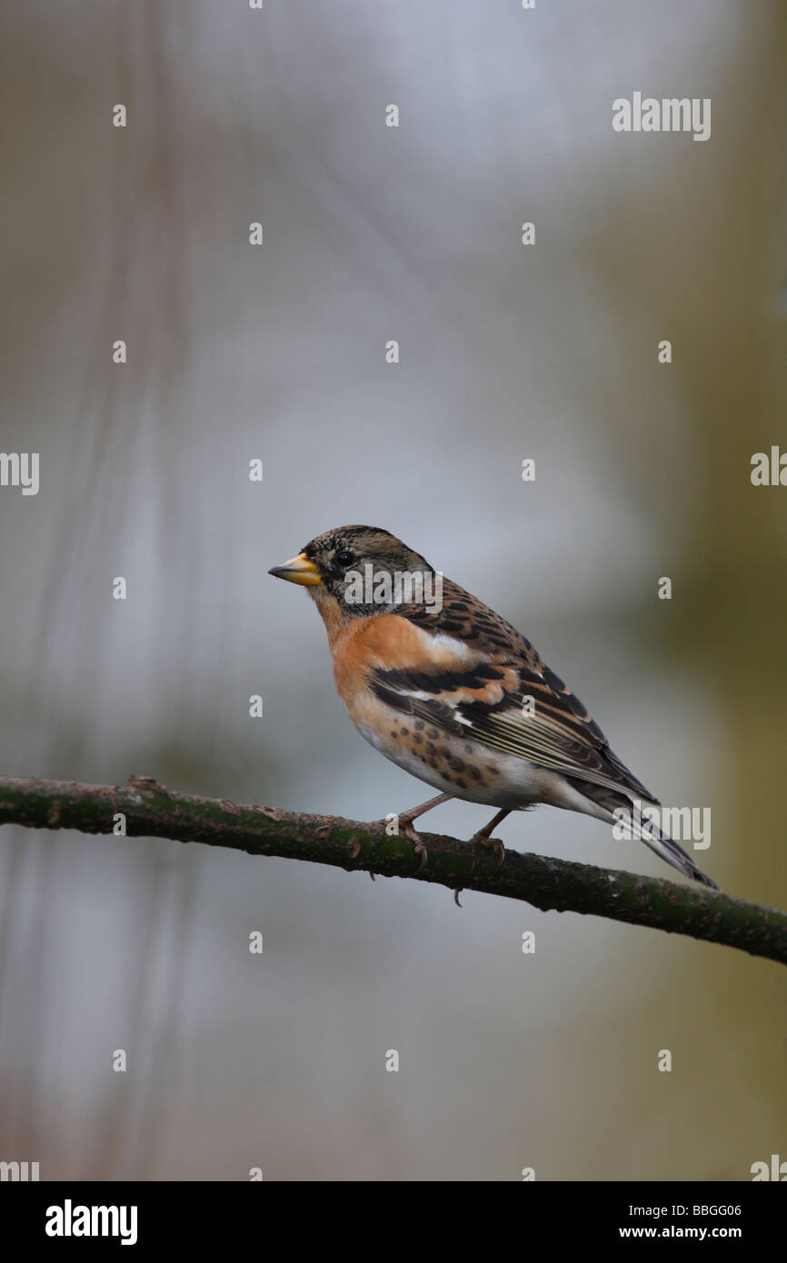 Female brambling hi-res stock photography and images - Alamy