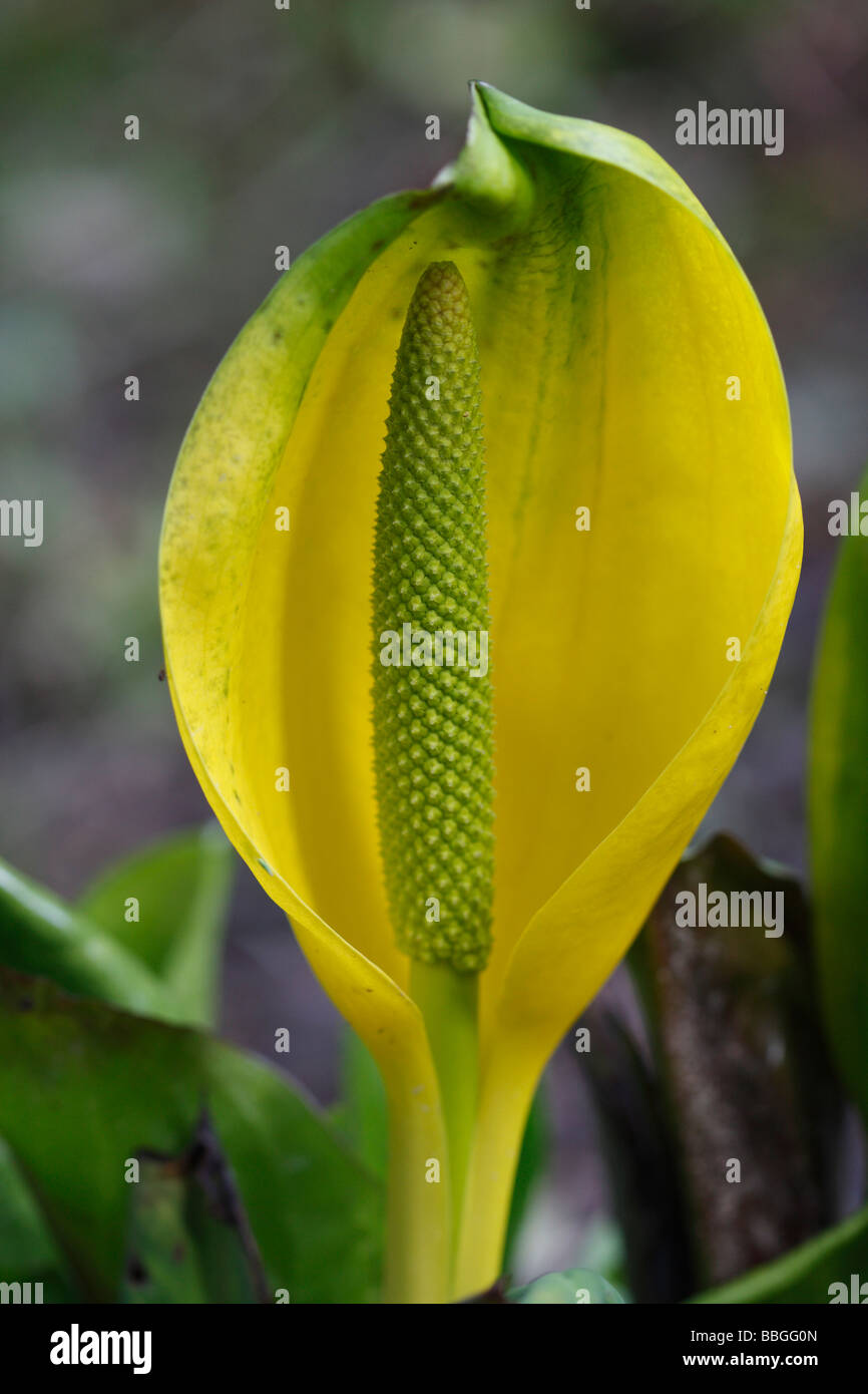 Spathe hi-res stock photography and images - Alamy