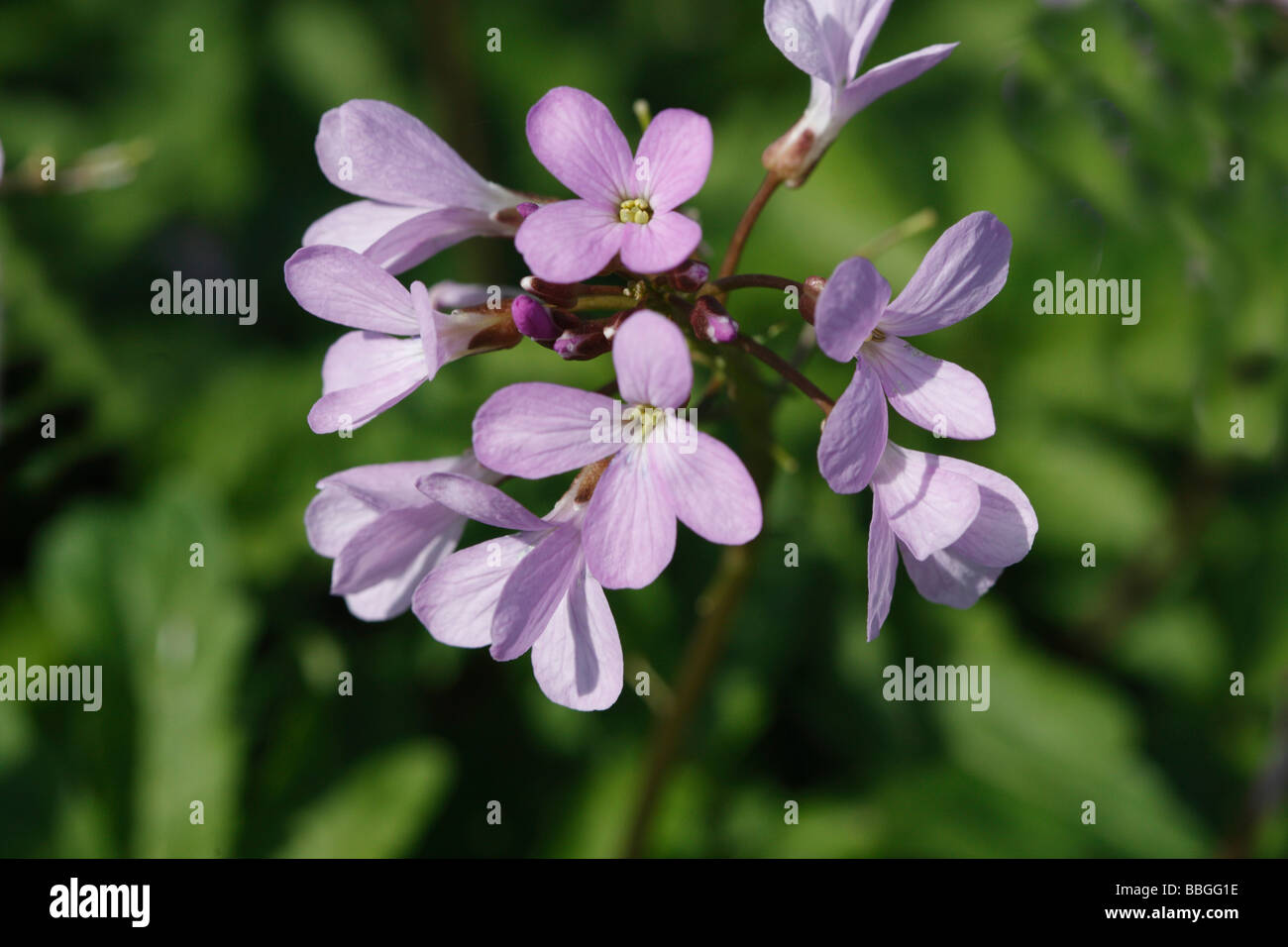 Cardamine quinquefolia hi-res stock photography and images - Alamy