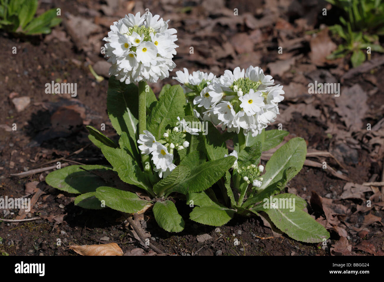 Primula denticulata alba hi-res stock photography and images - Alamy