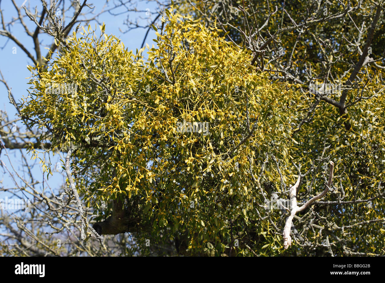 mistletoe Viscum album plant showing flowers Stock Photo - Alamy