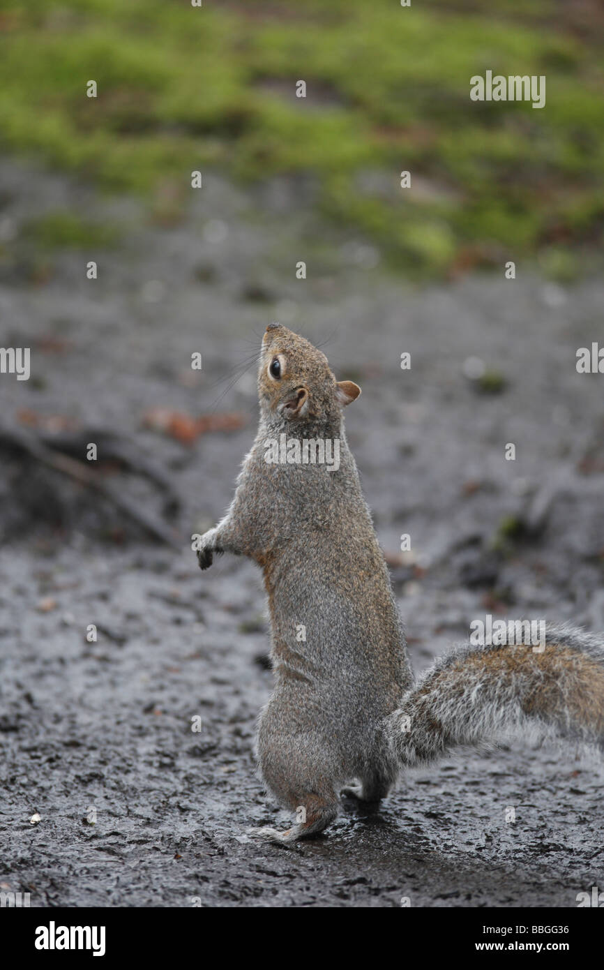 grey squirrel Scirius carolinensis about to jump Stock Photo - Alamy