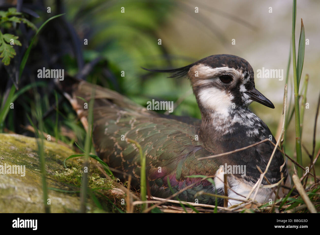 Lapwing on nest hi-res stock photography and images - Alamy