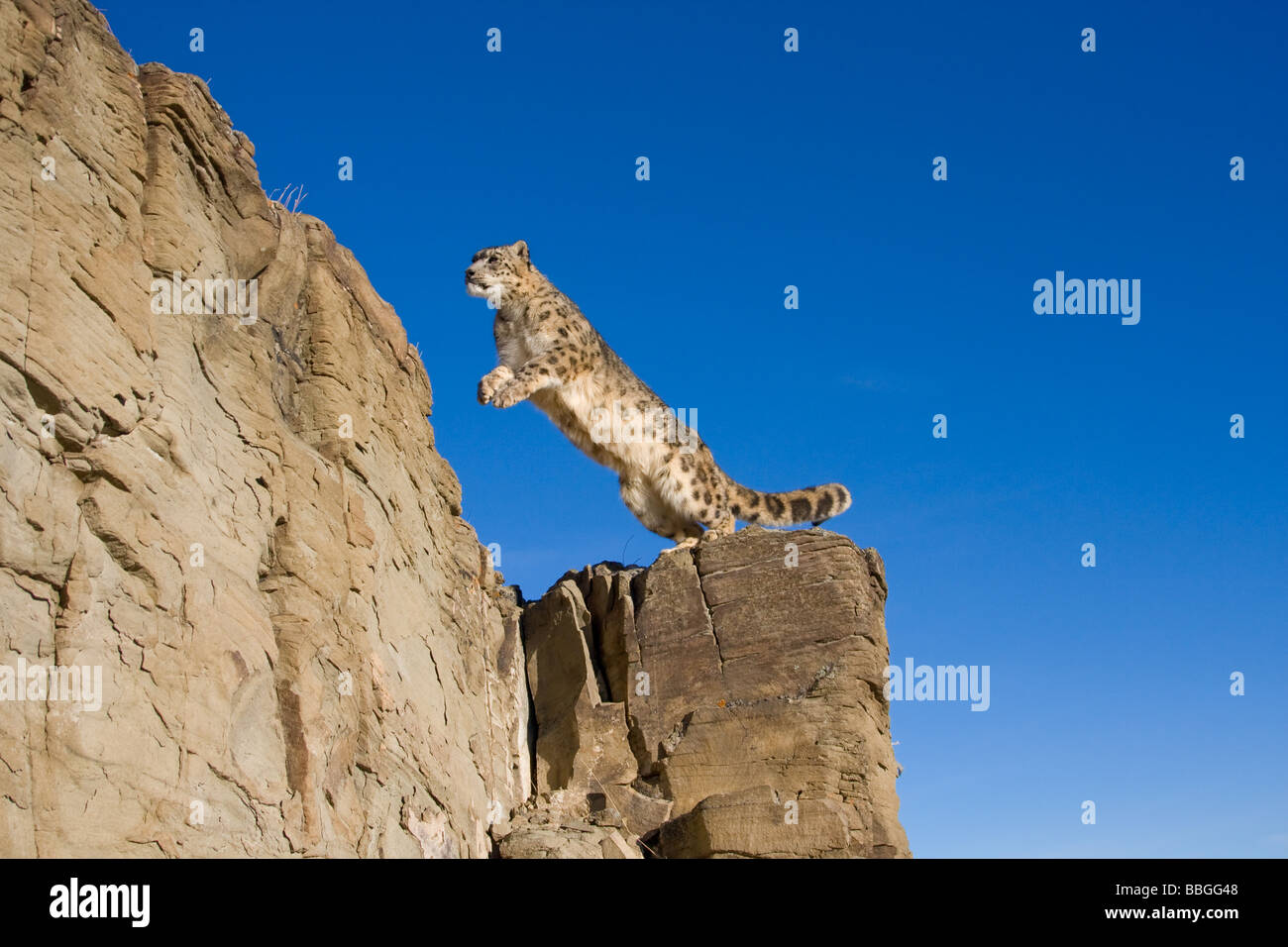 Leopard leap hi-res stock photography and images - Alamy
