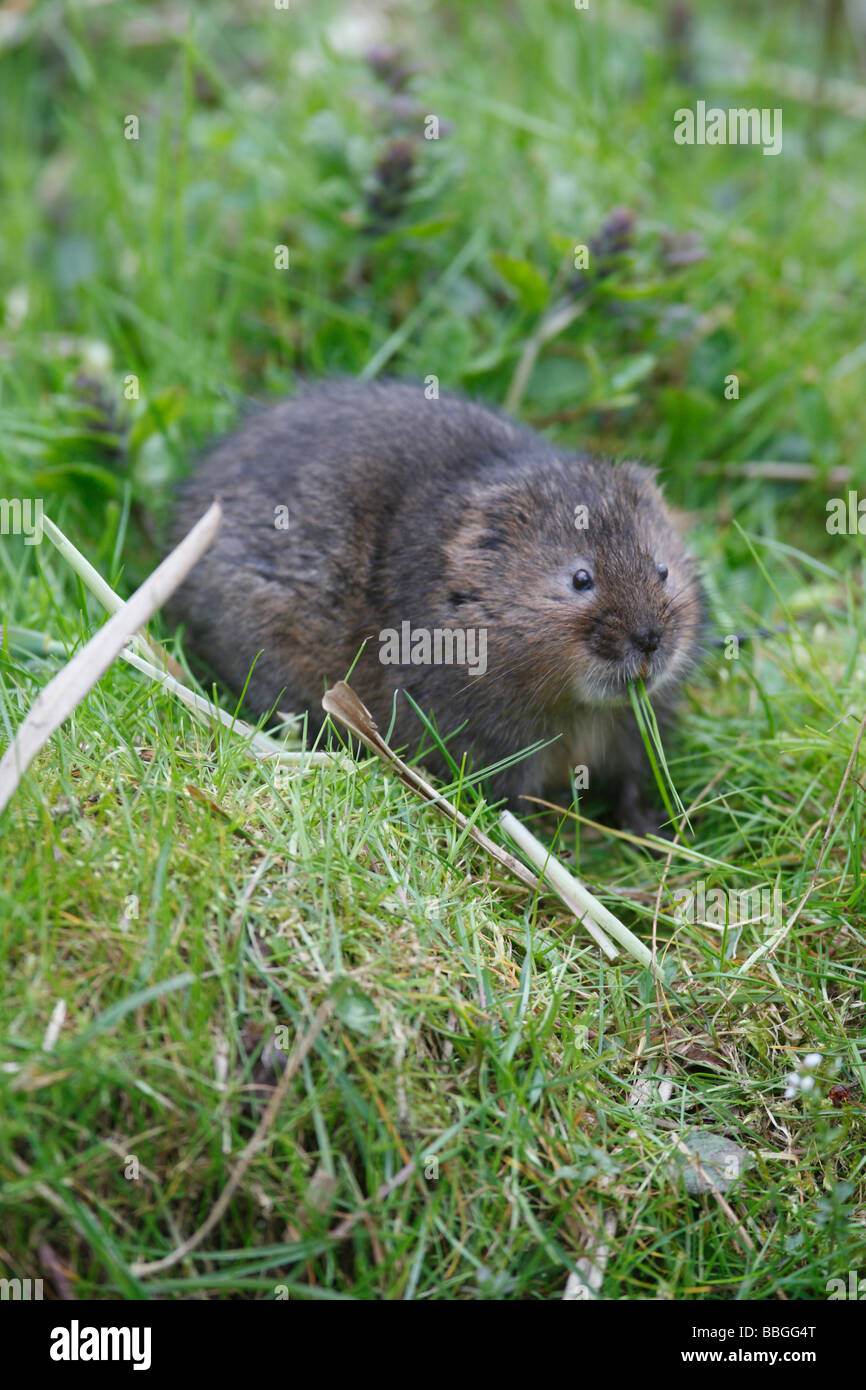 water vole Arvicola terrestris eating grass Stock Photo - Alamy