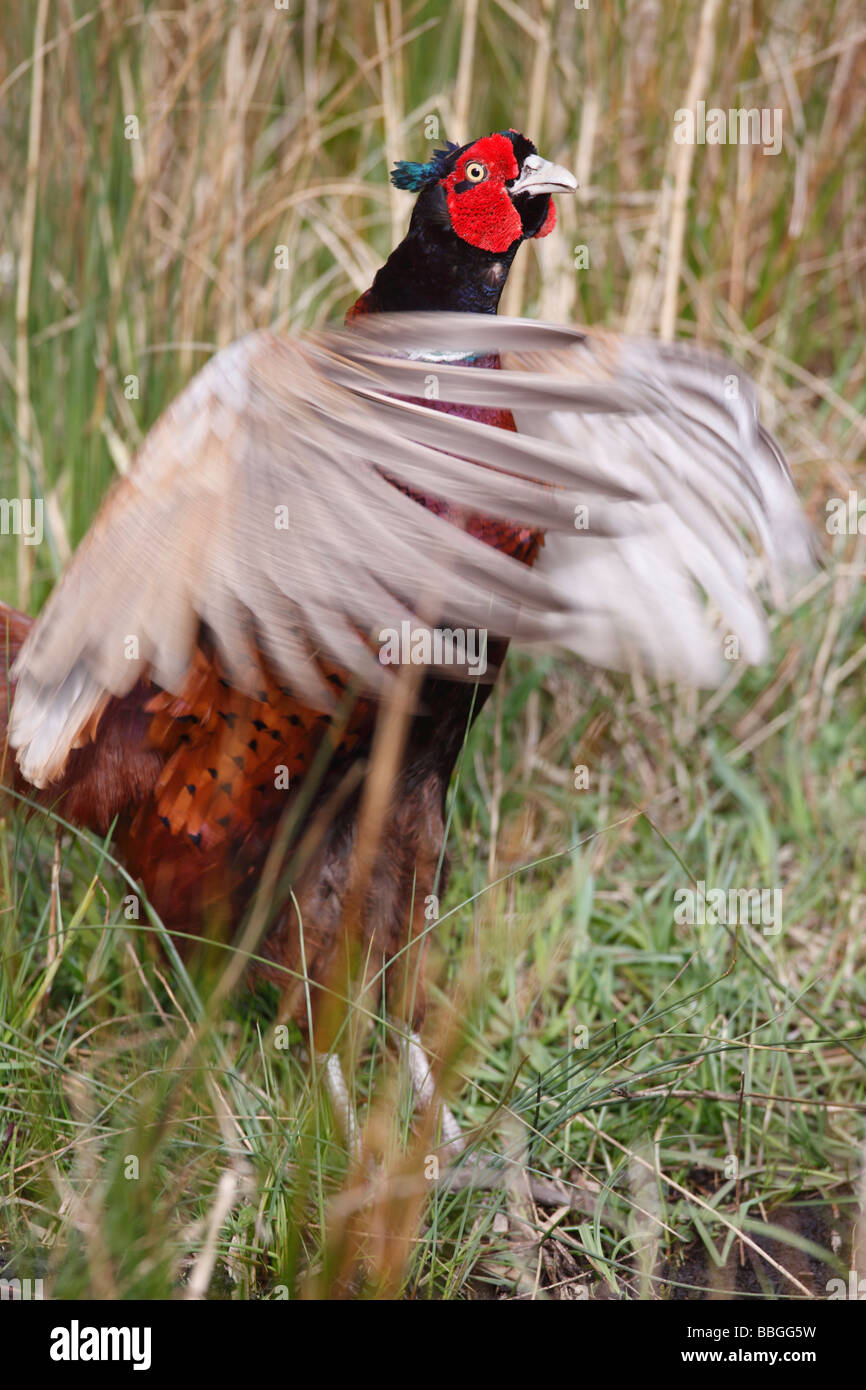 pheasant Phasianus colchicus cock wing flapping side view Stock Photo ...