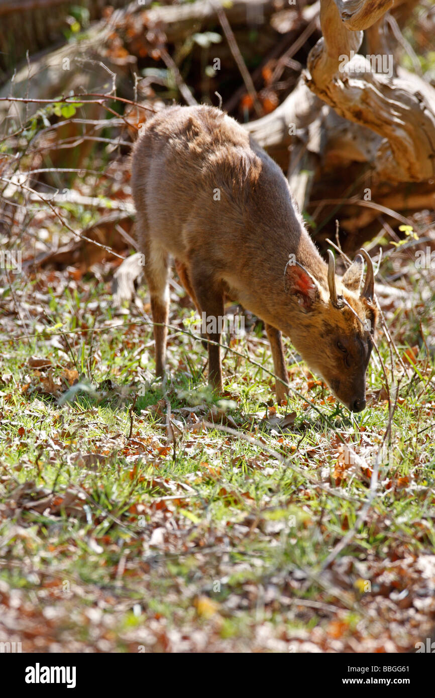 Buck feeding hi-res stock photography and images - Alamy