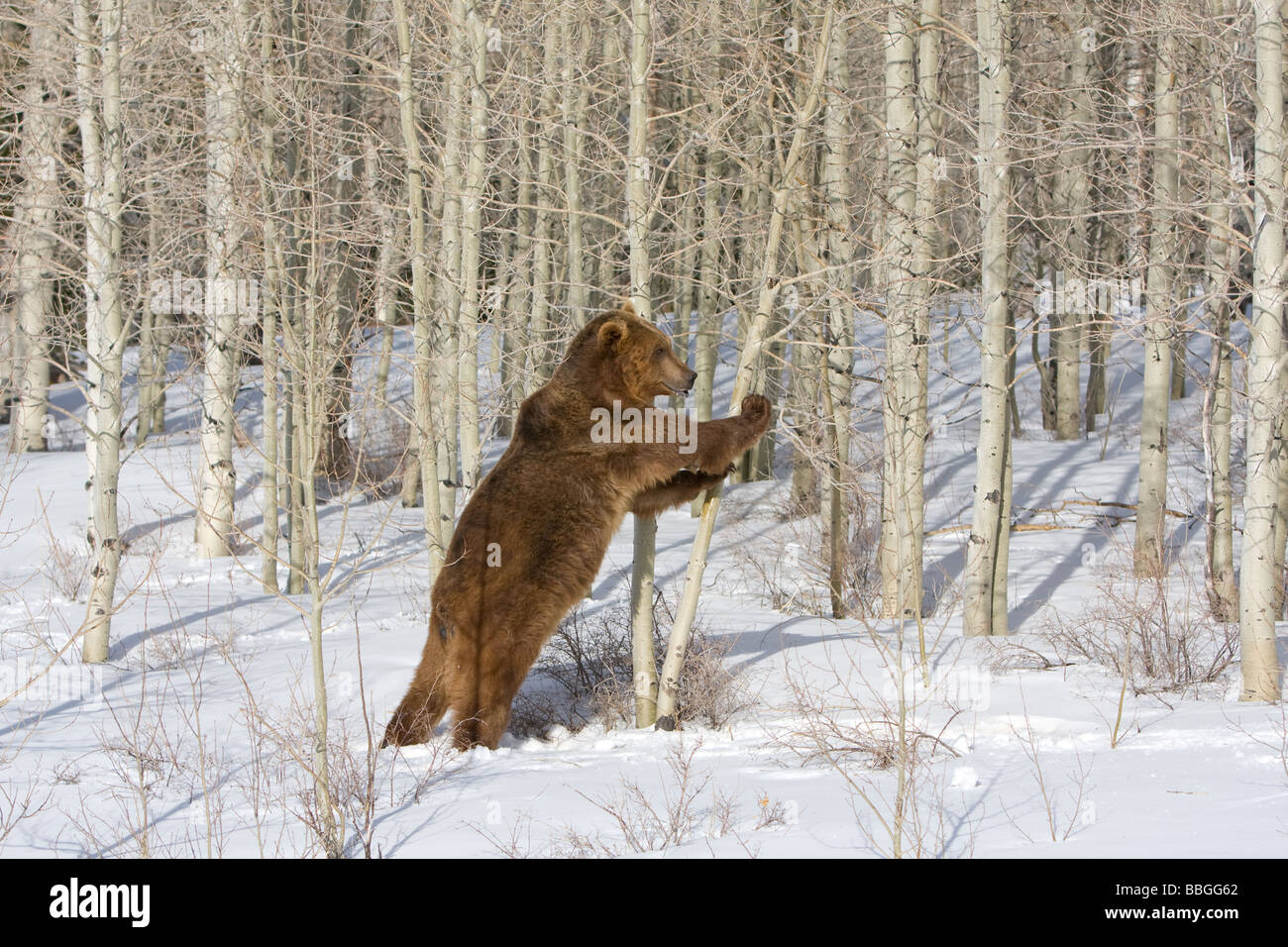 Grizzly bear pushing over tree Stock Photo - Alamy