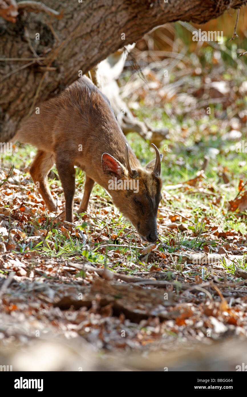 muntjac deer Muntiacus reevsii buck feeding in woodland Stock Photo - Alamy