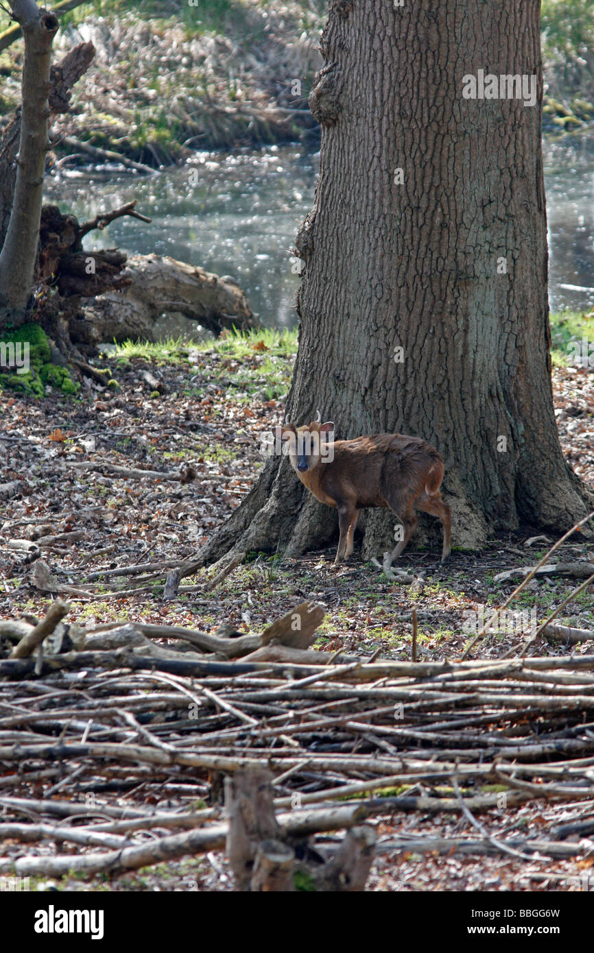 Muntjac deer Muntiacus reevesii standing by oak tree Stock Photo - Alamy