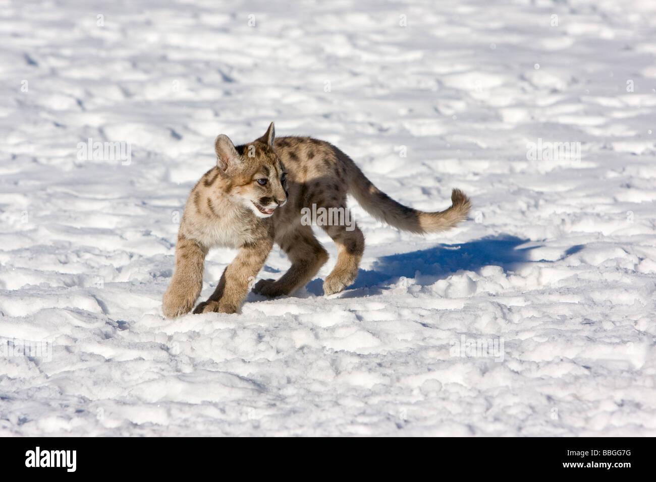 Young mountain lion, cougar, puma, in snow Stock Photo - Alamy