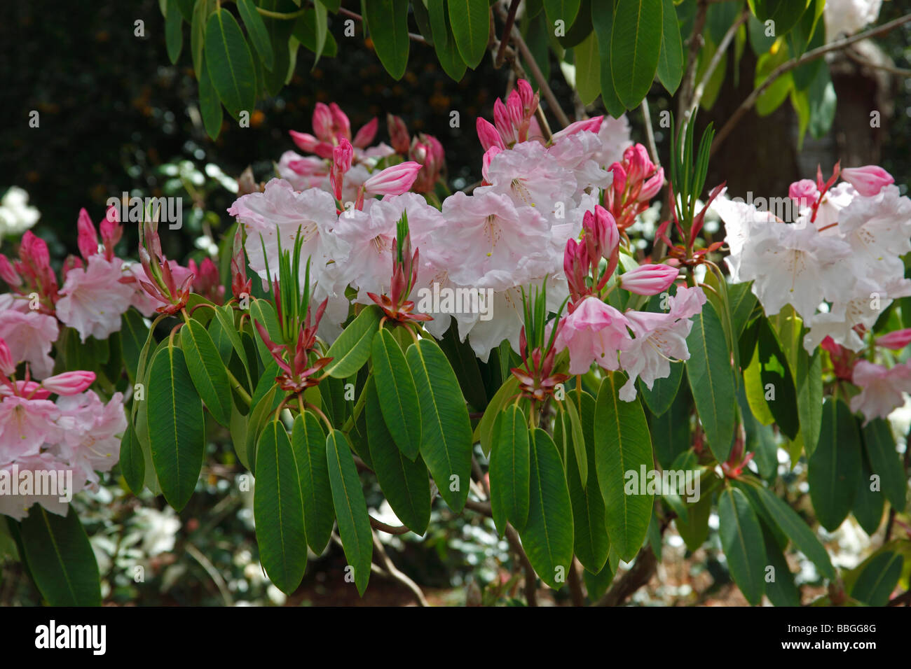 RHODODENDRON LODERI KING GEORGE CLOSE UP OF FLOWERS Stock Photo - Alamy