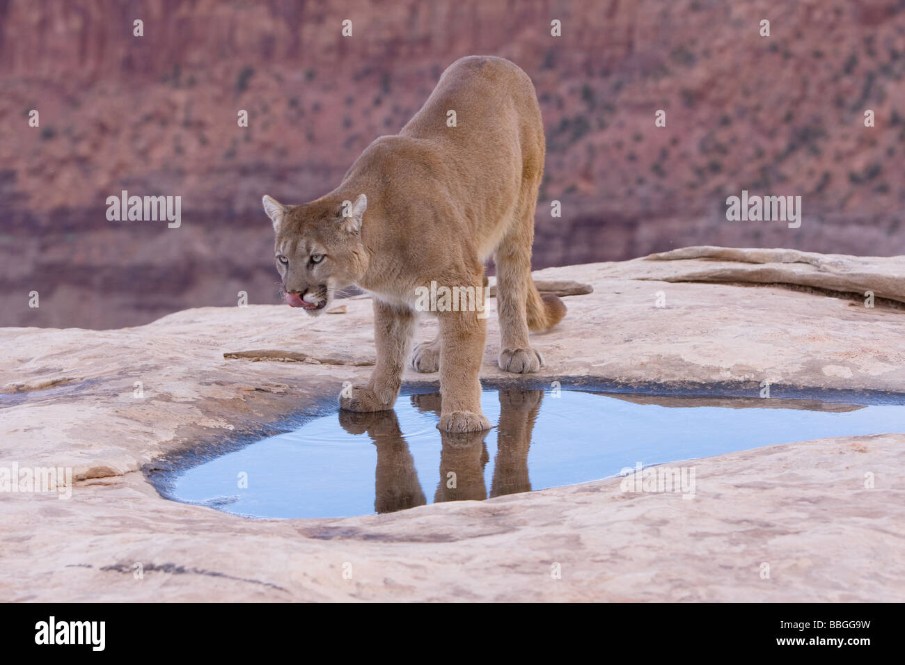 Mountain lion, cougar, puma, at mountain pool Stock Photo - Alamy