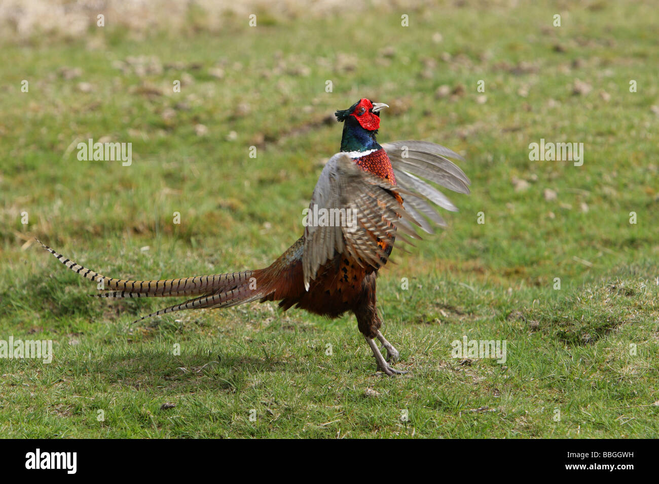 Head thrown back hi-res stock photography and images - Alamy
