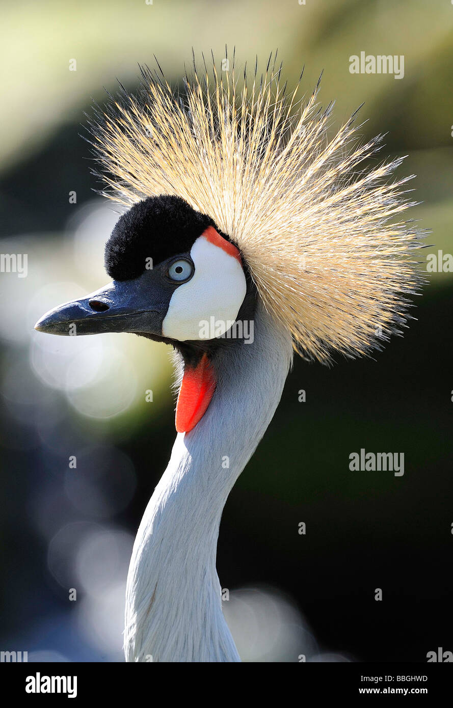 African Crowned Crane Stock Photo - Alamy