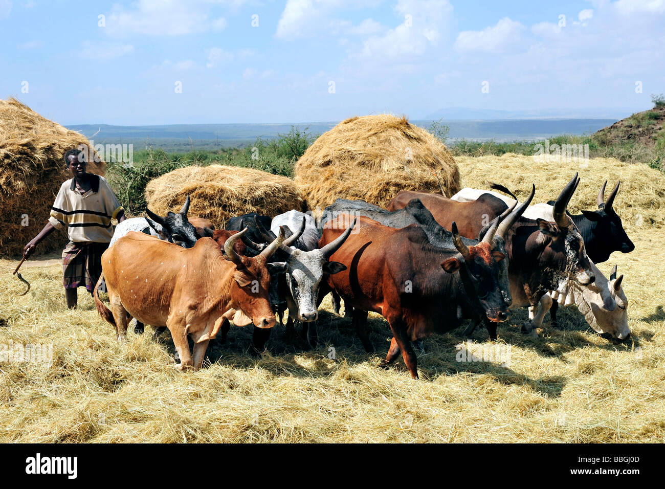 domestic cattle (Bos primigenius f. taurus), cattle threshing teff ...